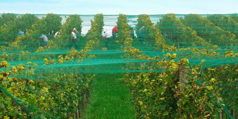 Agricultural Netting: Keeping Crops and Plants Safe- Midtn Biz